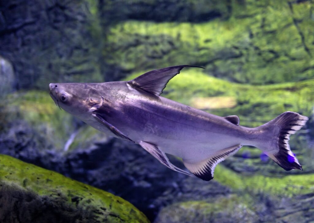 Paroon Shark - for sale at Petcorp Petshop