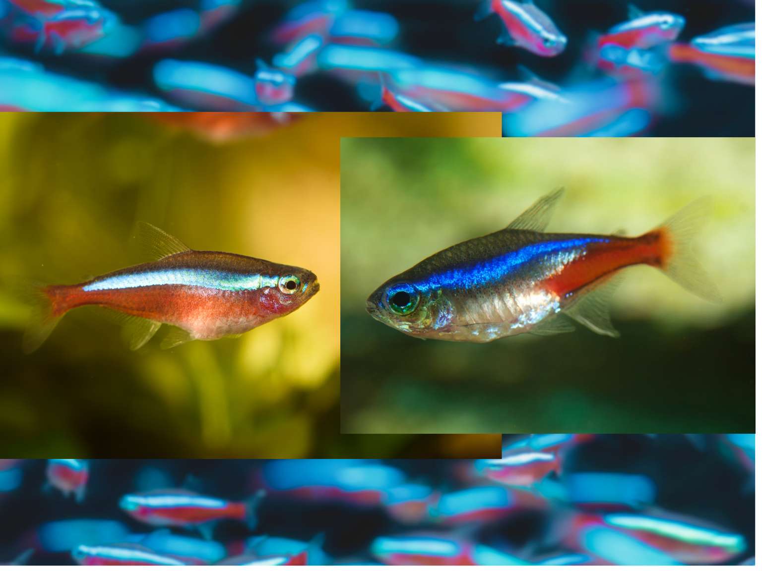 Cardinal Tetras Vs Neon Tetras